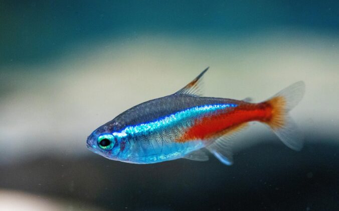 Neon Tetra Care Guide (Beginner-Friendly Fish Profile) - MyAquariumTrek